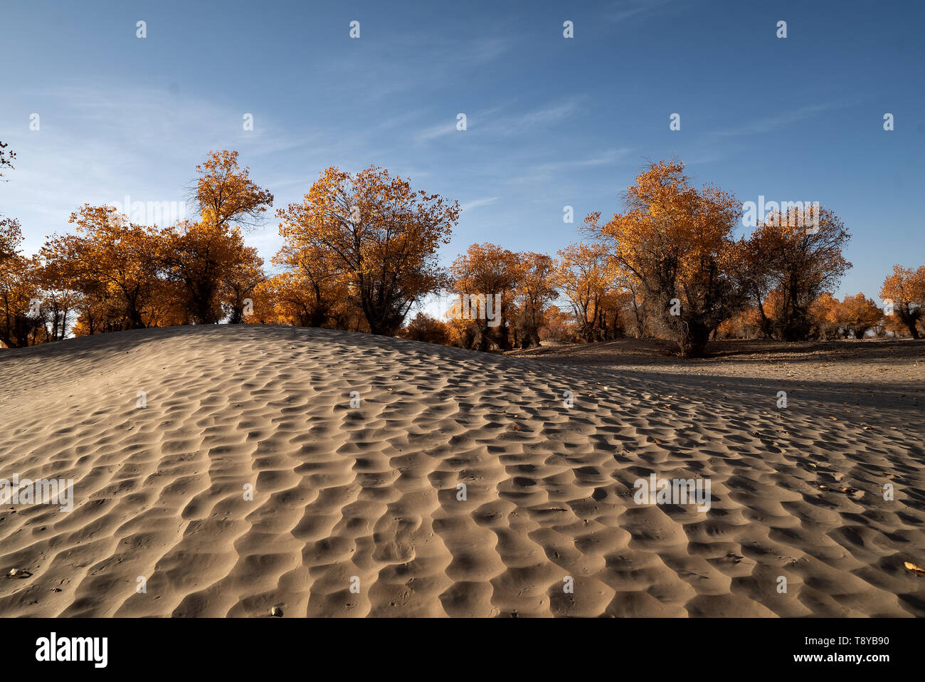 Old tree in the sand and blue sky Stock Photo - Alamy