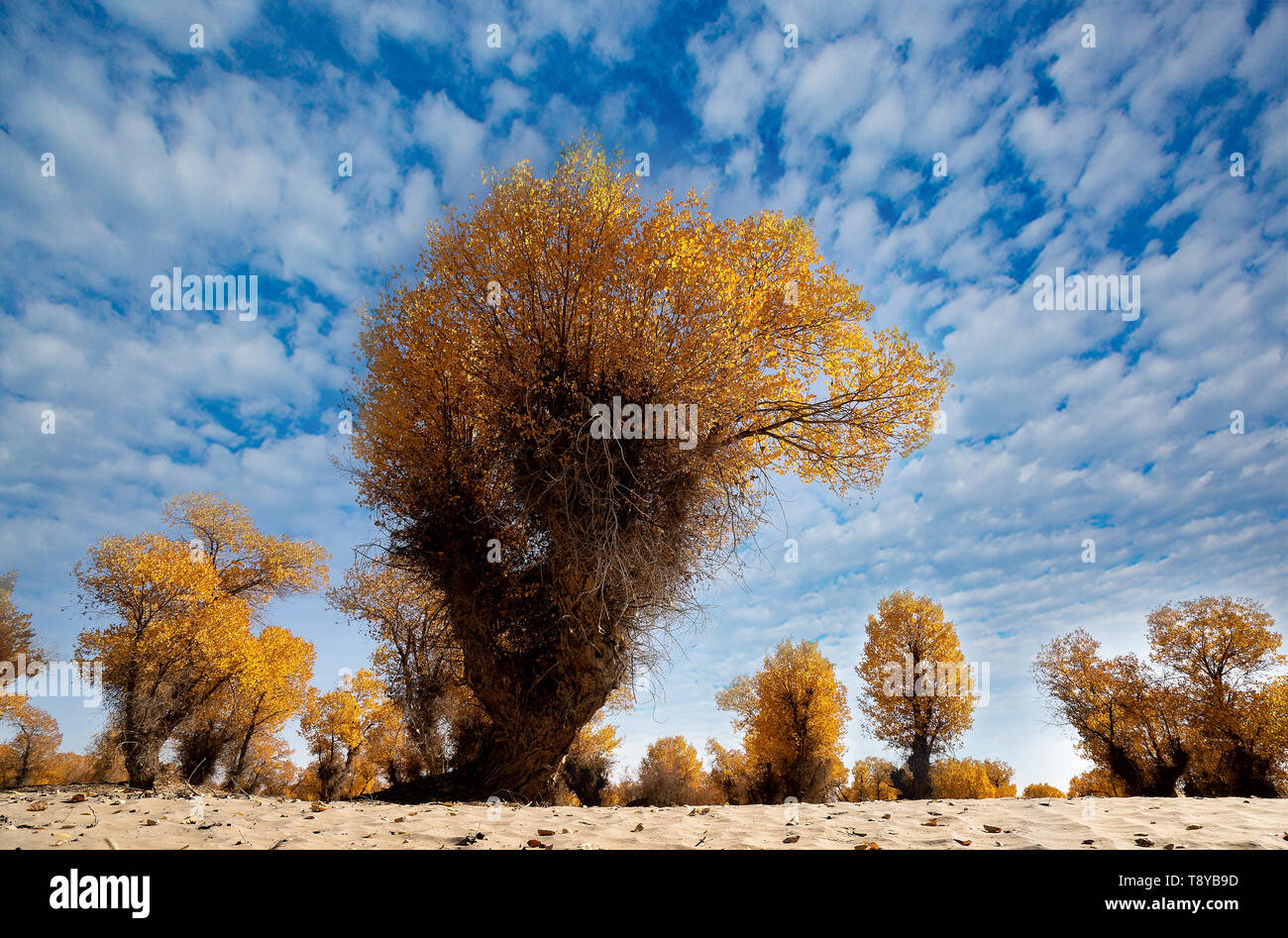 Old tree in the sand and blue sky Stock Photo - Alamy