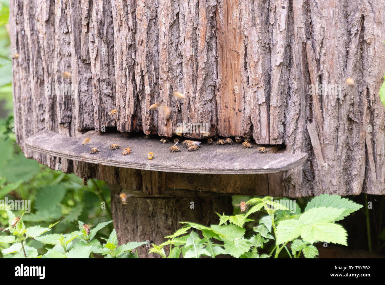 Bees at the entrance to the hive. The hive is made from an old tree ...