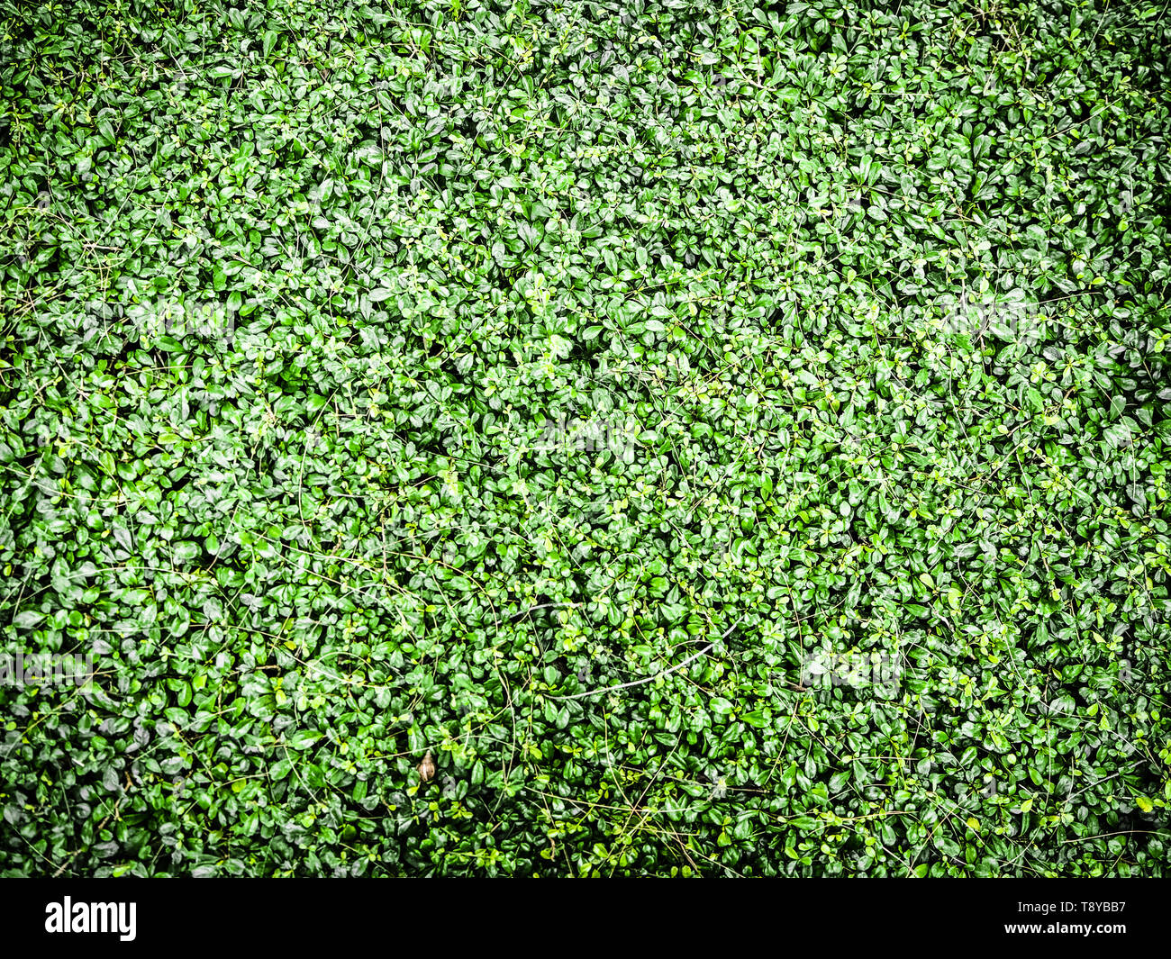 Refreshing close up top view green bush of small green leaved plant ...