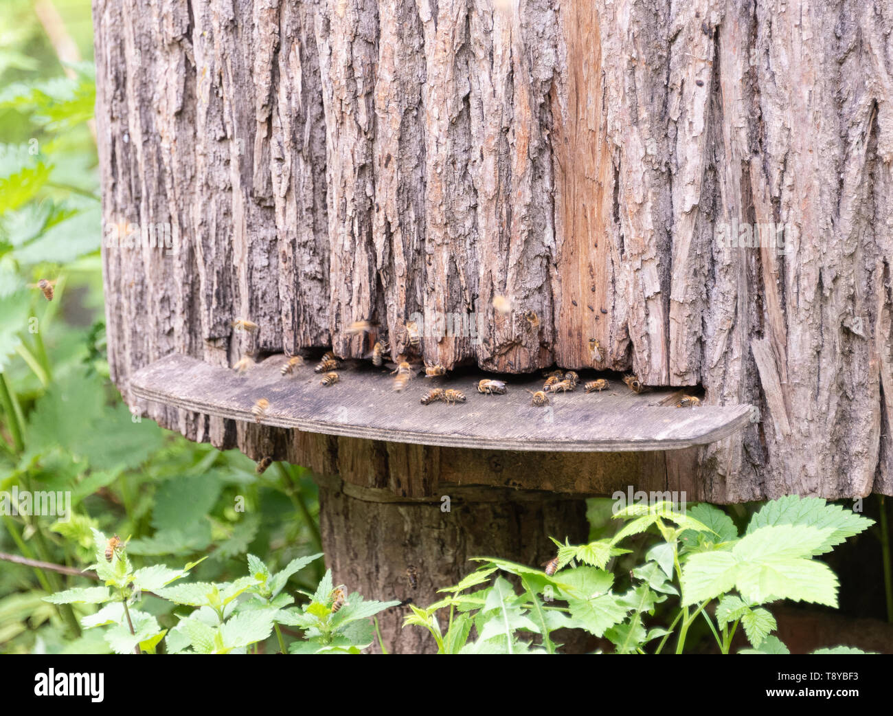 Bees at the entrance to the hive. The hive is made from an old tree ...