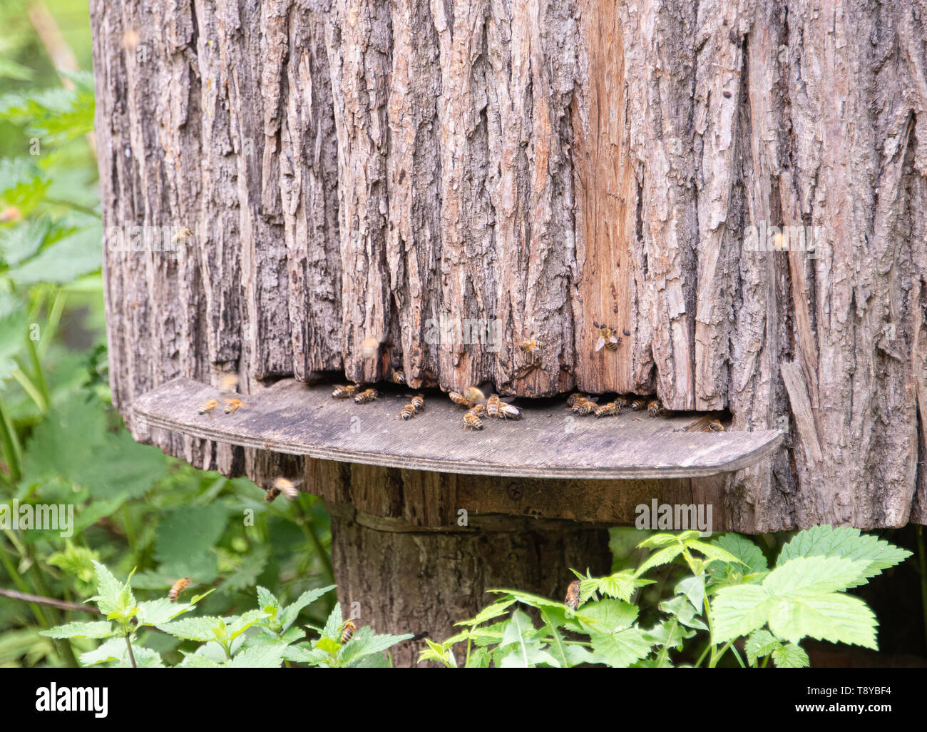 Wooden hive hi-res stock photography and images - Alamy