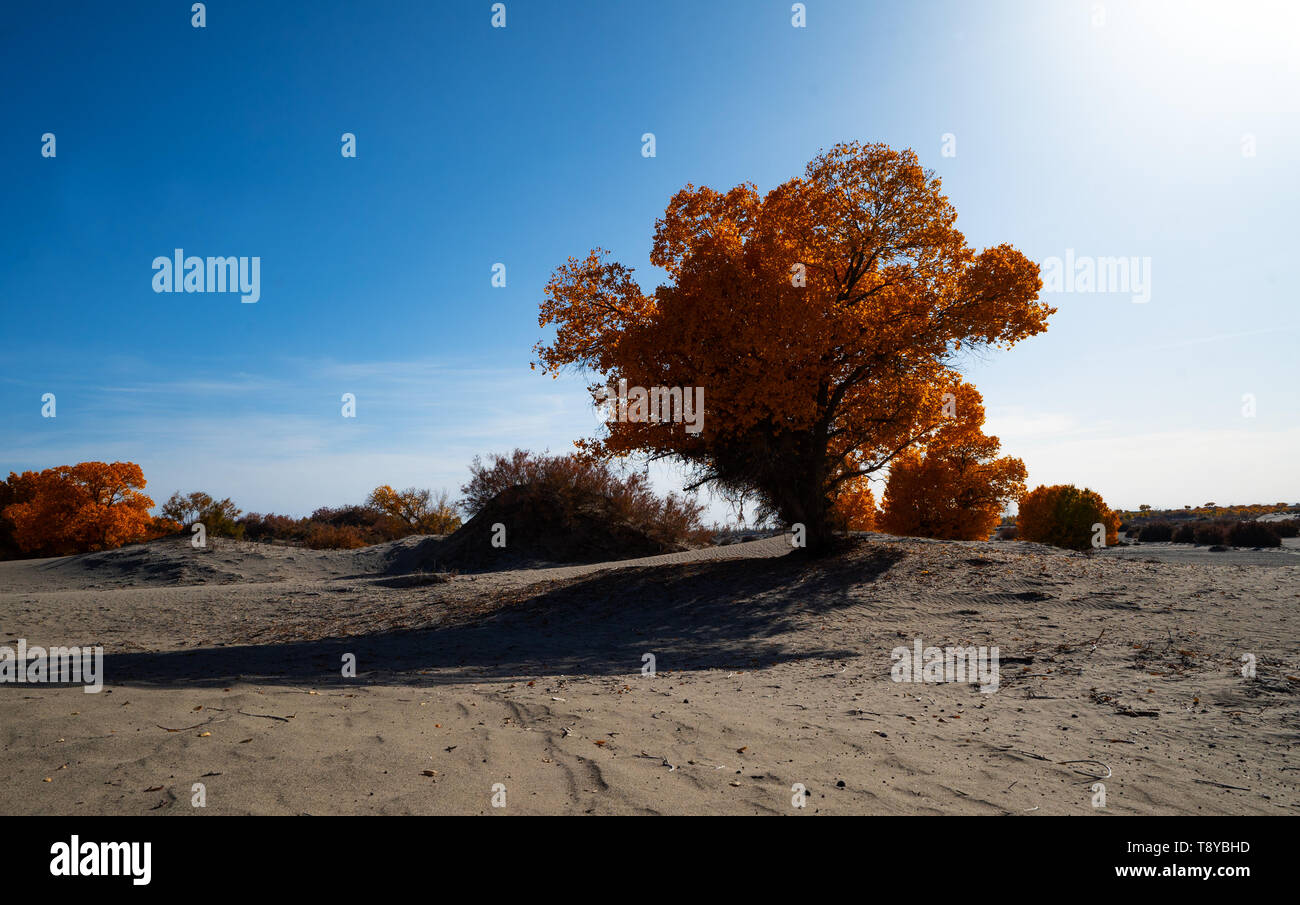 Old tree in the sand and blue sky Stock Photo - Alamy
