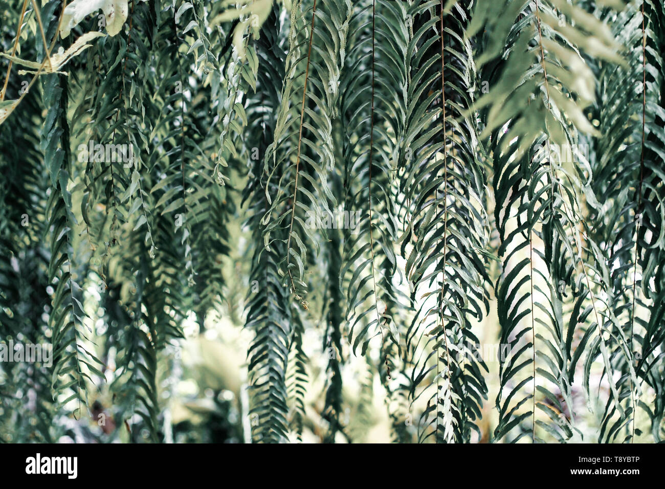 Fern pattern texture decorate at wall hang down hang on lush green fern ...