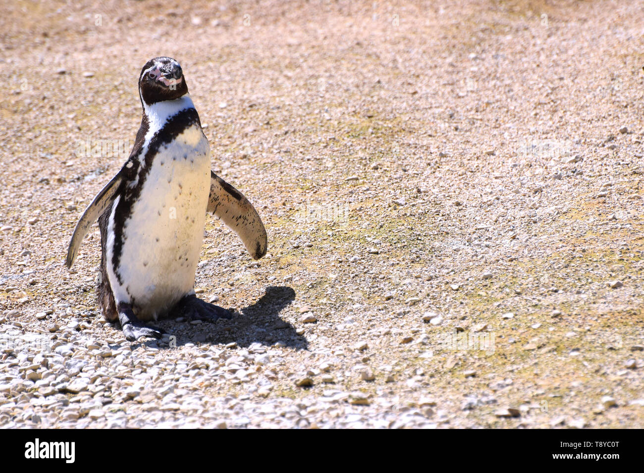 South American Penguin Standing on Beach Stock Photo - Alamy
