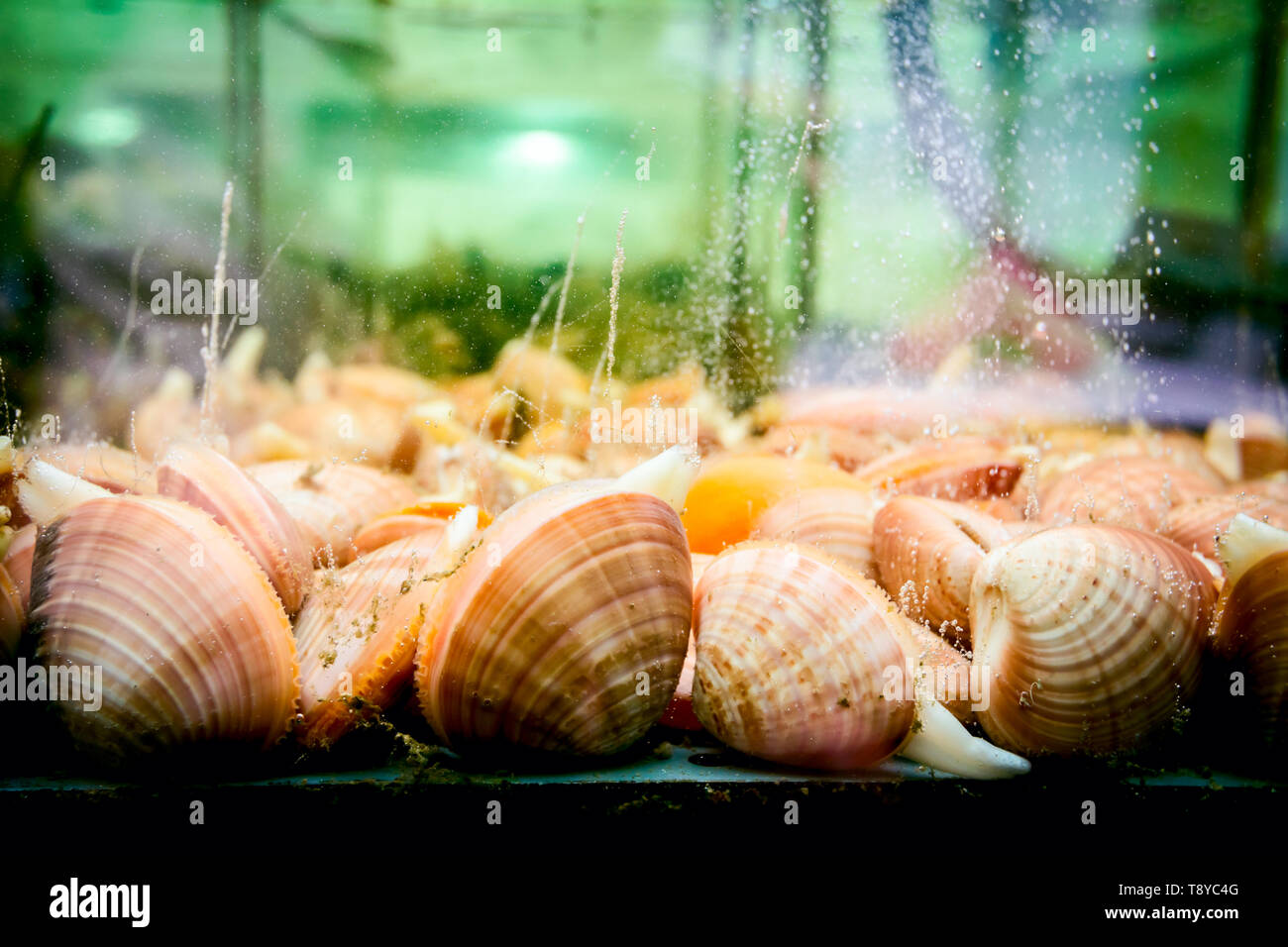 Live clams are in aquarium, tank at traditional seafood restaurant for ...