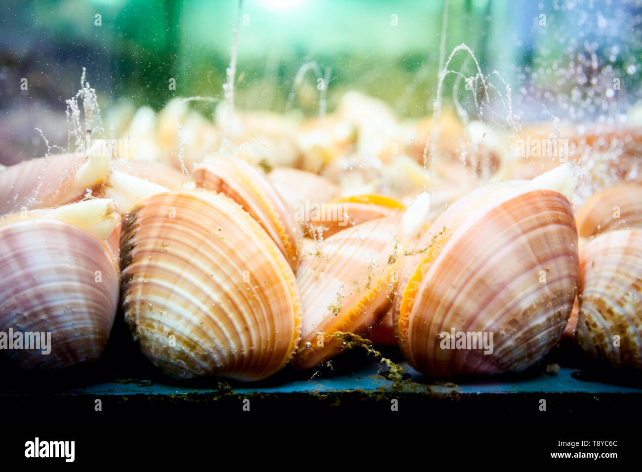 Live clams are in aquarium, tank at traditional seafood restaurant for ...