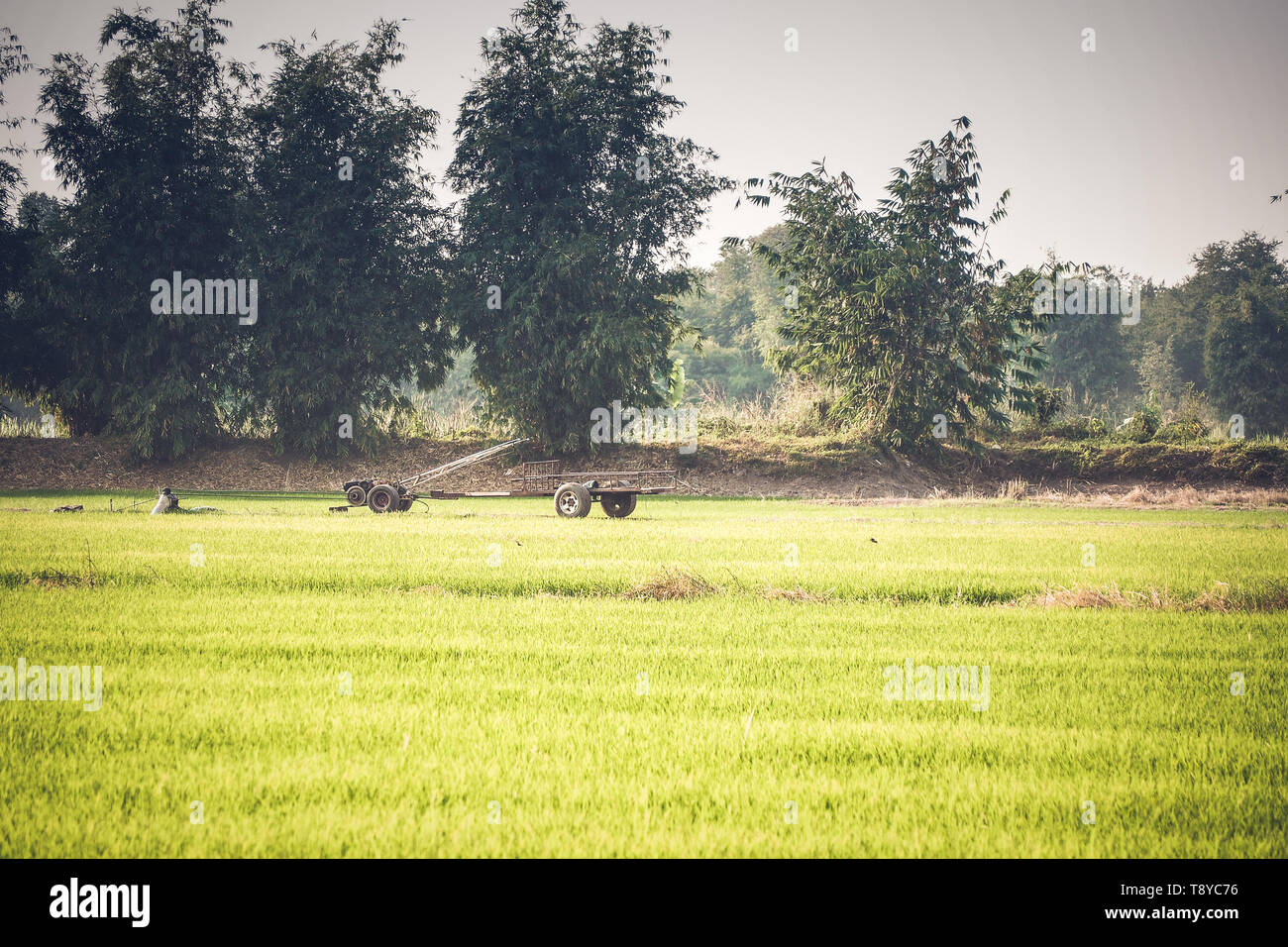 Farm truck parking in harvest in a truck in Thailand green beautiful ...
