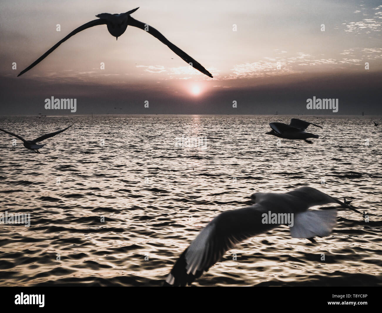 Seagull seabird flying over the sea on the background of sunset ...