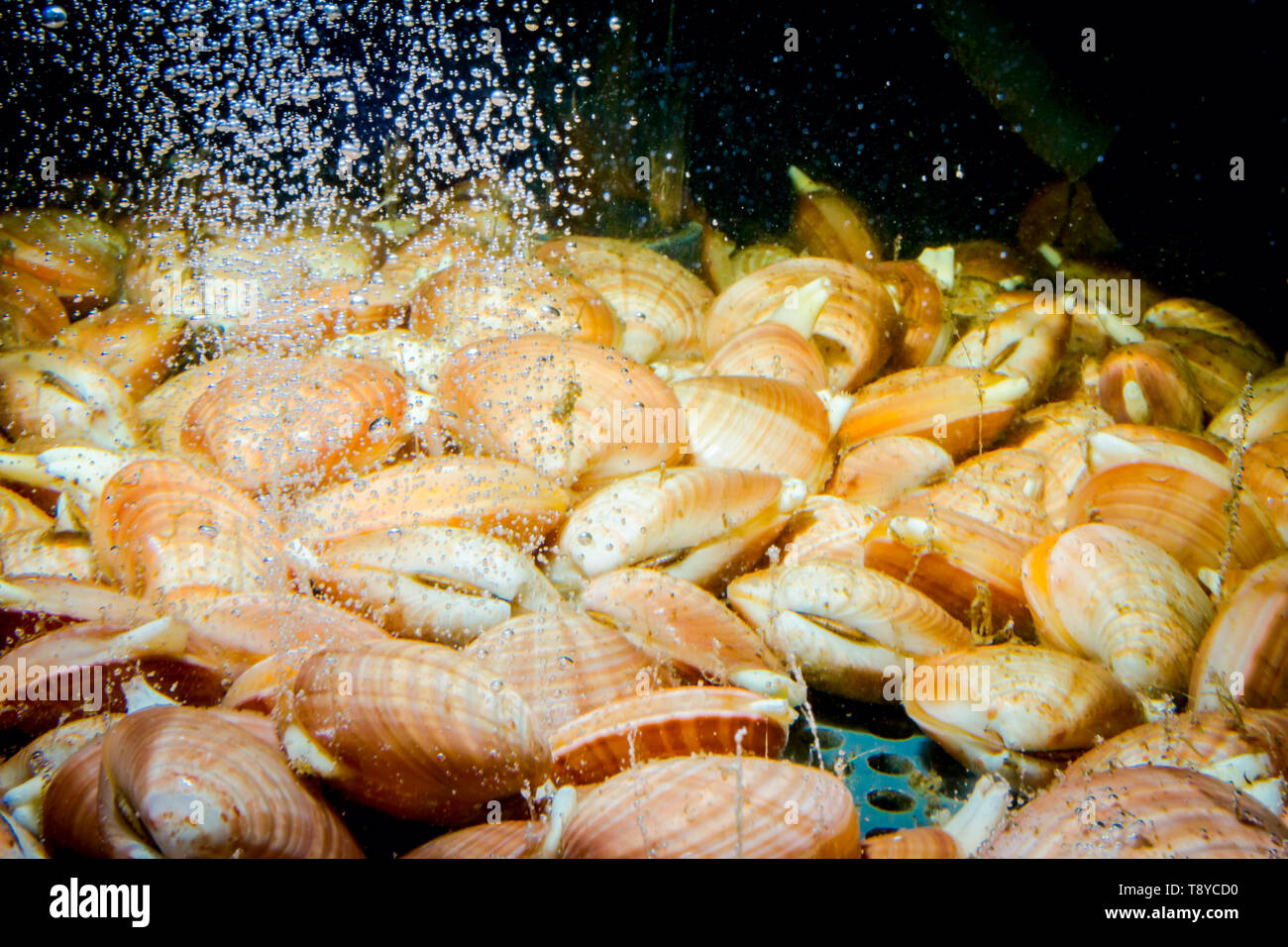 Live clams are in aquarium, tank at traditional seafood restaurant for ...