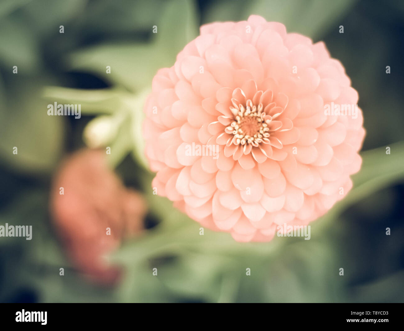 pink round flower close-up, natural texture and rhythm green nature ...