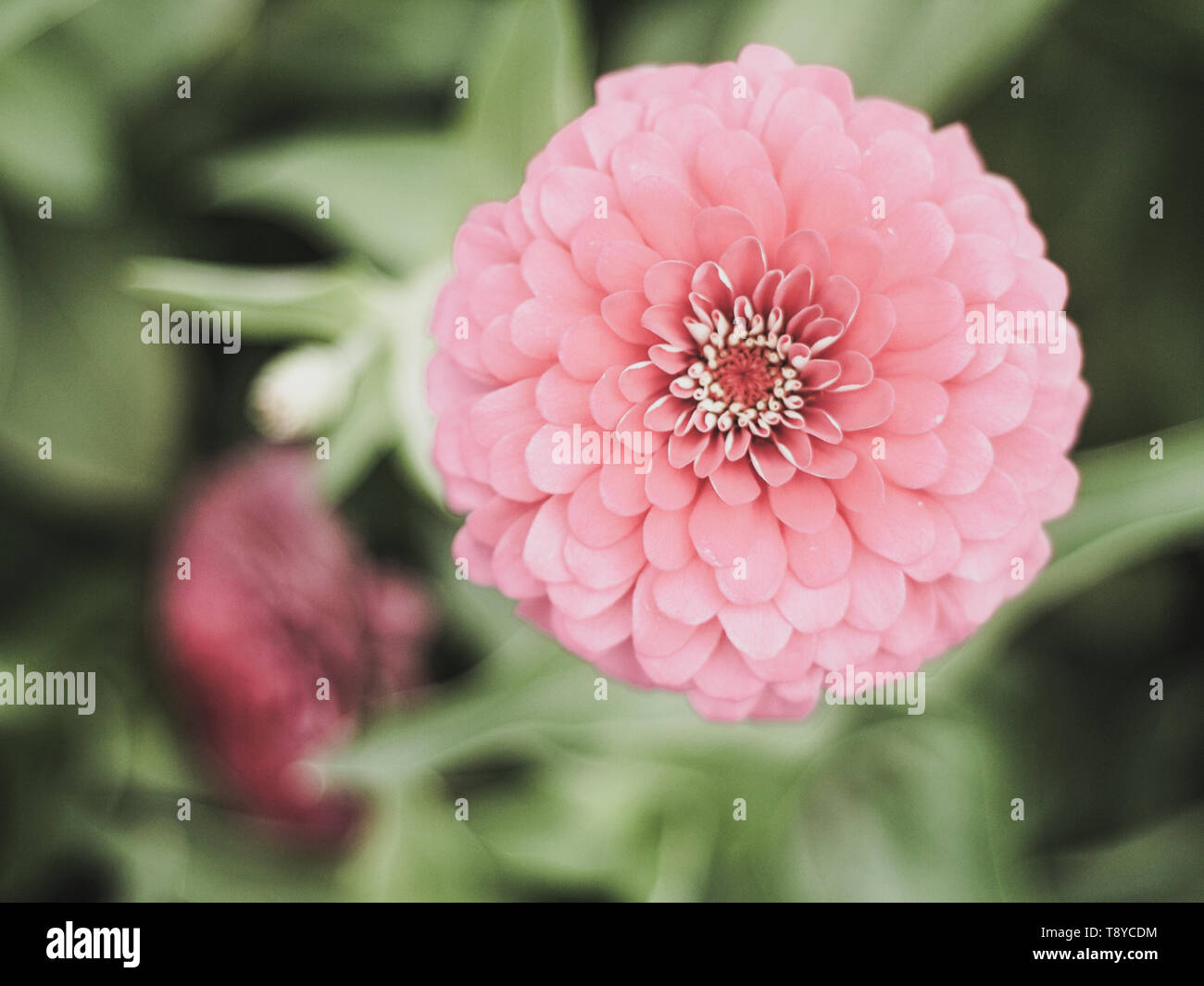 pink round flower close-up, natural texture and rhythm green nature ...