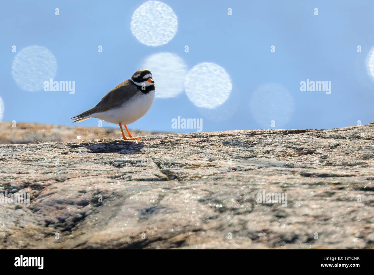 Migratory plover hi-res stock photography and images - Alamy