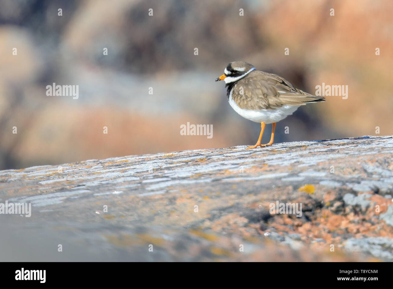 Common Ringed Plover Stock Photo - Alamy