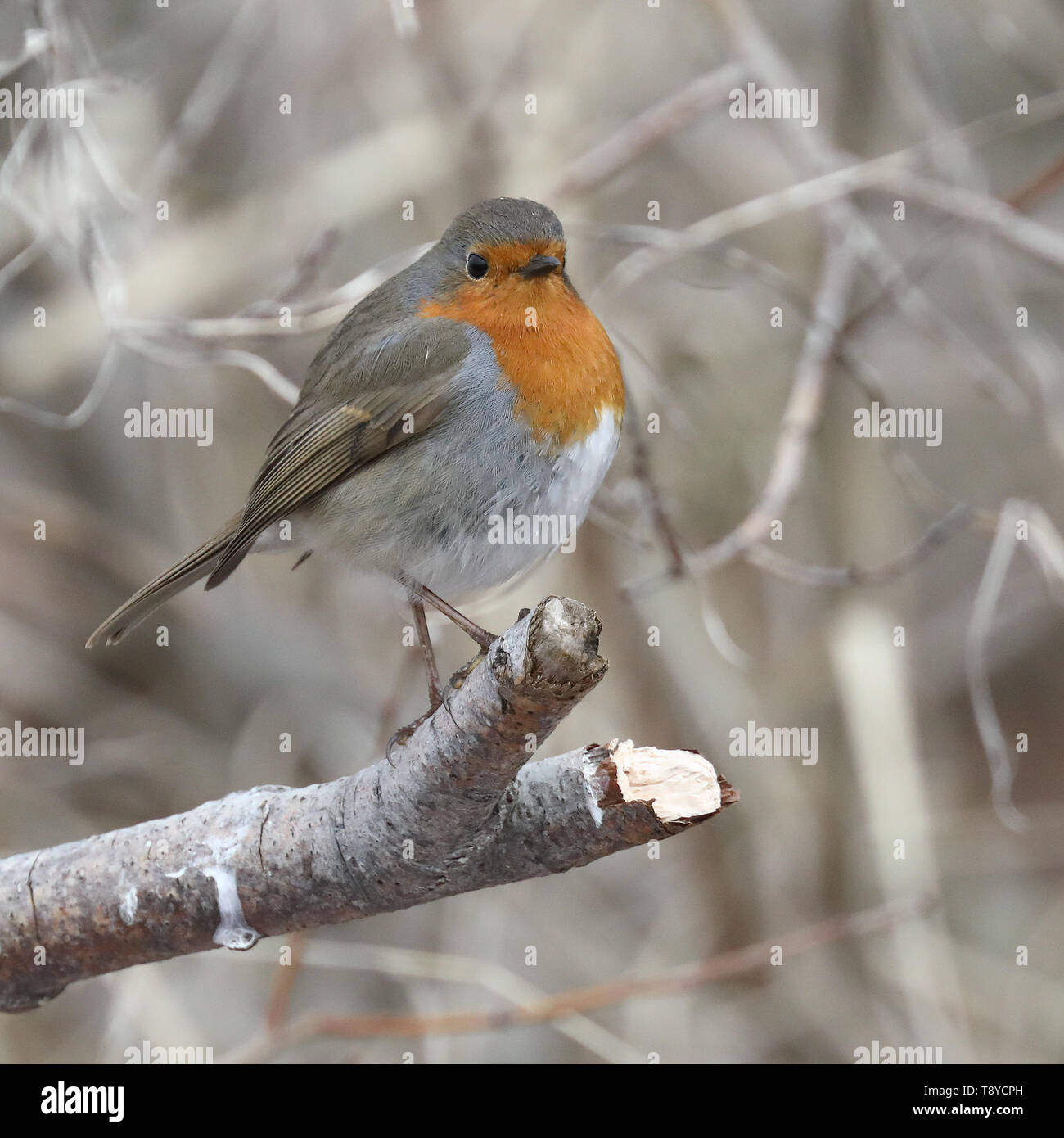 European robin is migratory bird Stock Photo - Alamy