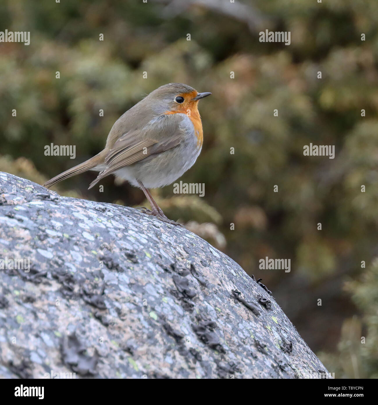 European robin is migratory bird Stock Photo - Alamy