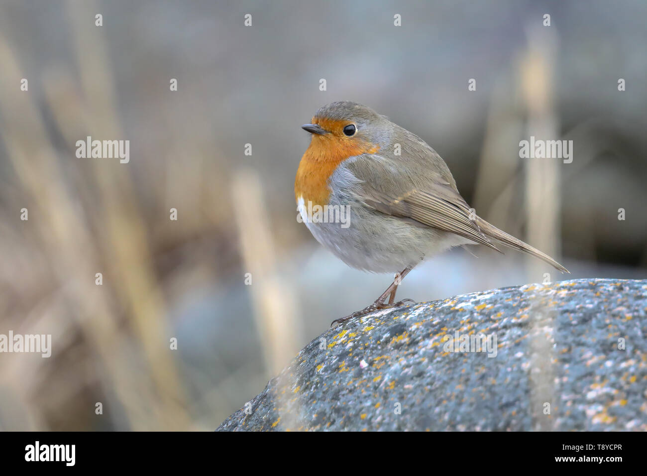 European robin is migratory bird Stock Photo - Alamy