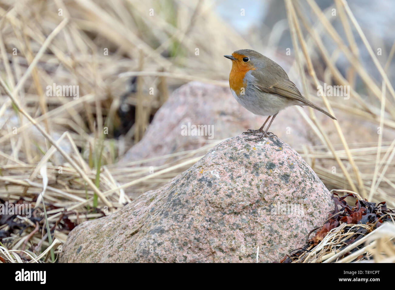 European robin is migratory bird Stock Photo - Alamy