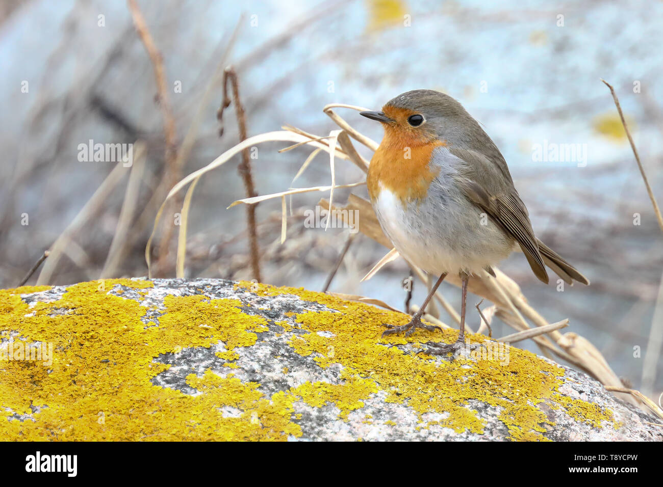 European robin is migratory bird Stock Photo - Alamy