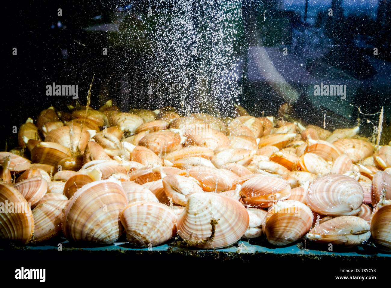 Live clams are in aquarium, tank at traditional seafood restaurant for ...