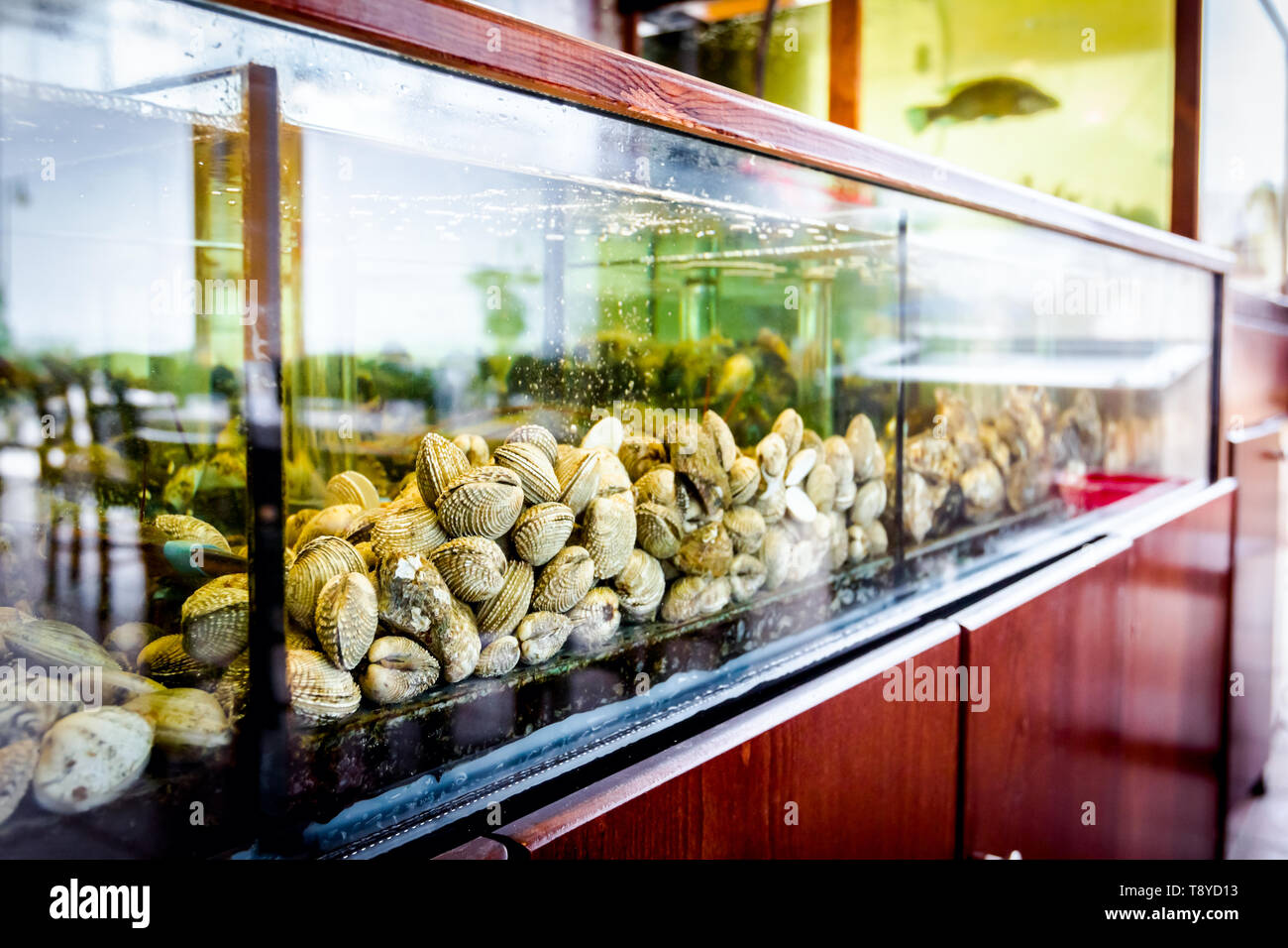 Live clams are in aquarium, tank at traditional seafood restaurant for ...