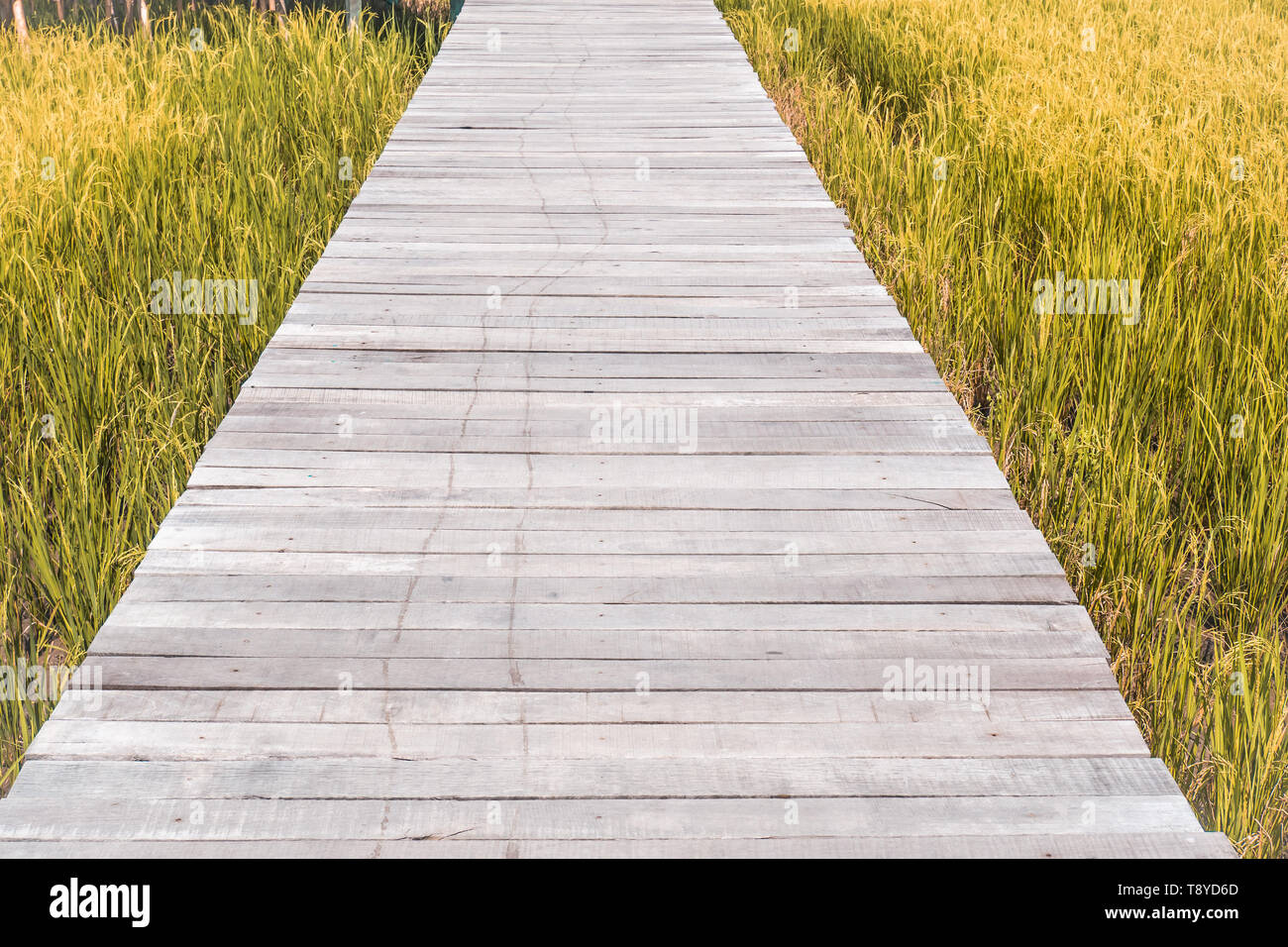 wooden bridge in among spring field color of summer , natural vintage ...