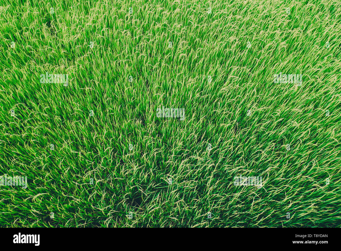 Green grass rice field texture background for spring or summer and ...