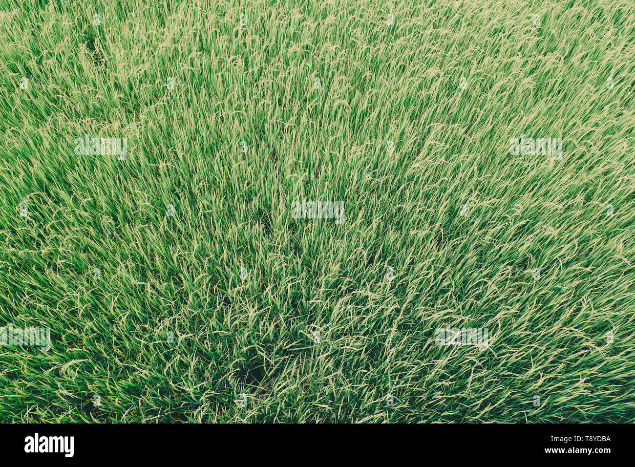 Green grass rice field texture background for spring or summer and ...