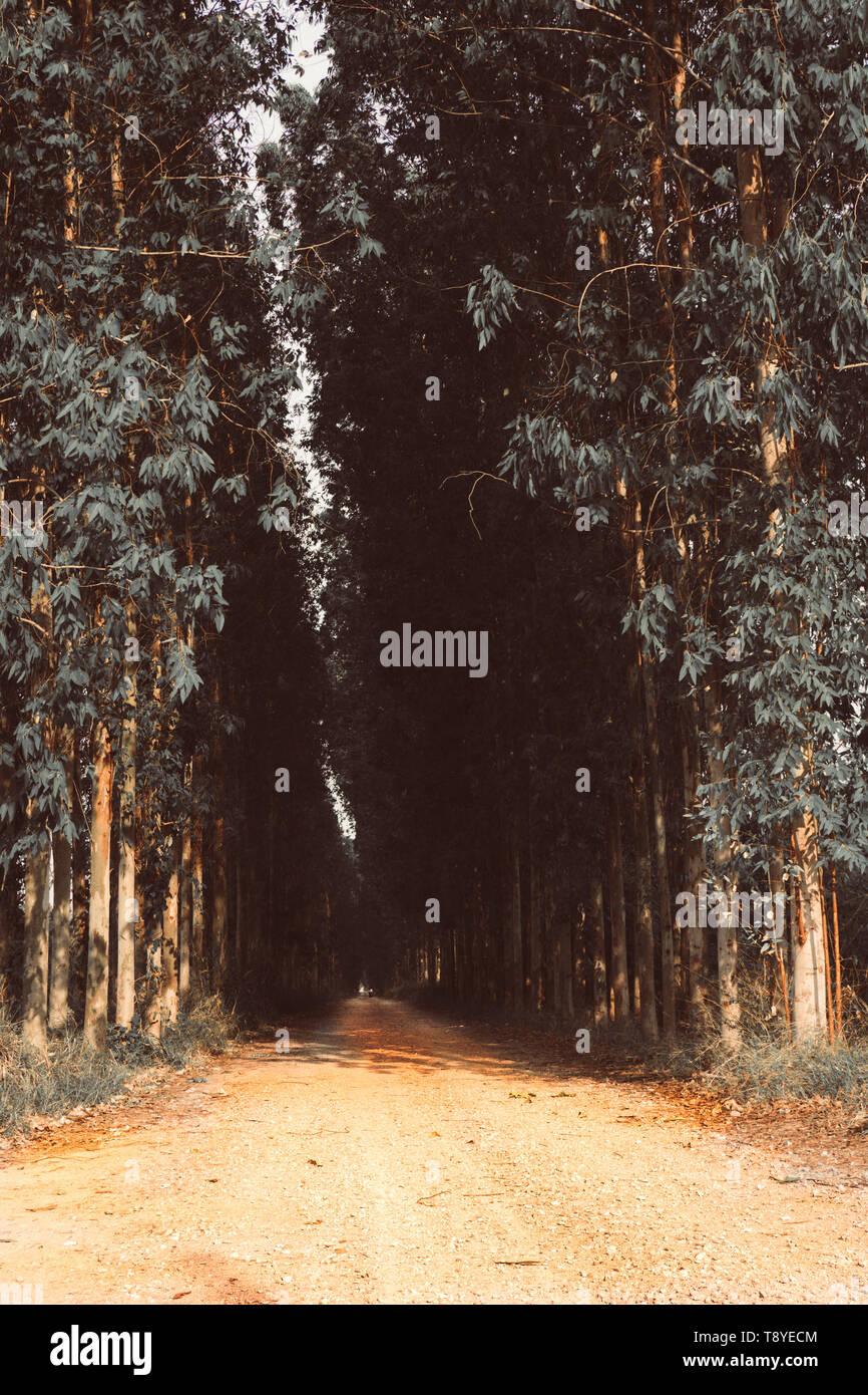 Direct Road With Rows Trees Left And Right, One Point Perspective ...