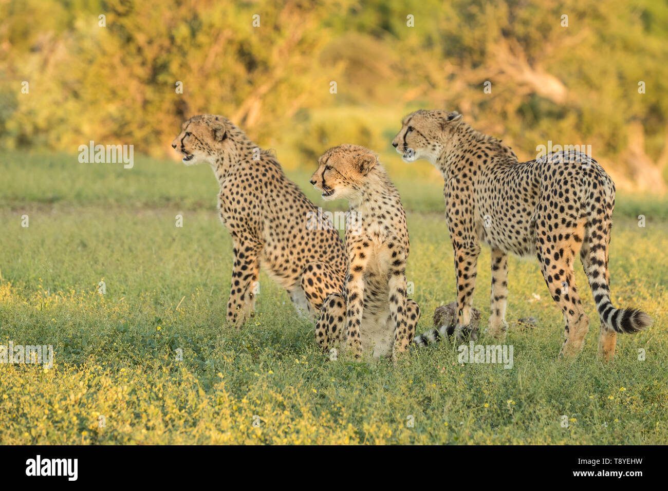 Cheetah in the Northen Tuli Game reserve Botswana Stock Photo - Alamy