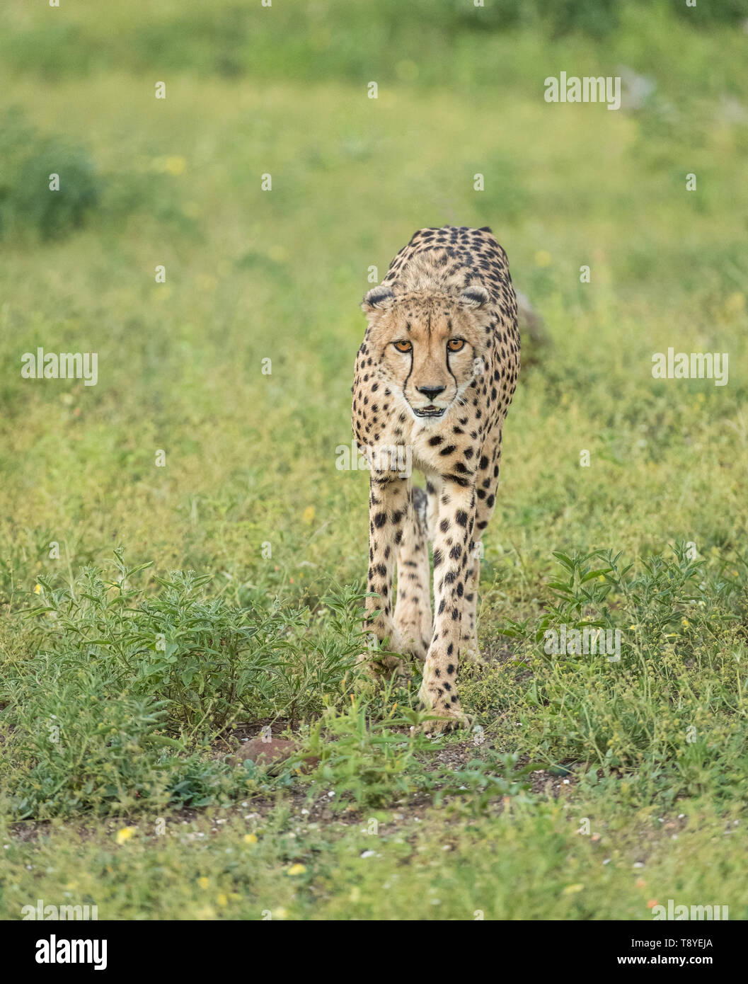Cheetah in the Northen Tuli Game reserve Botswana Stock Photo - Alamy