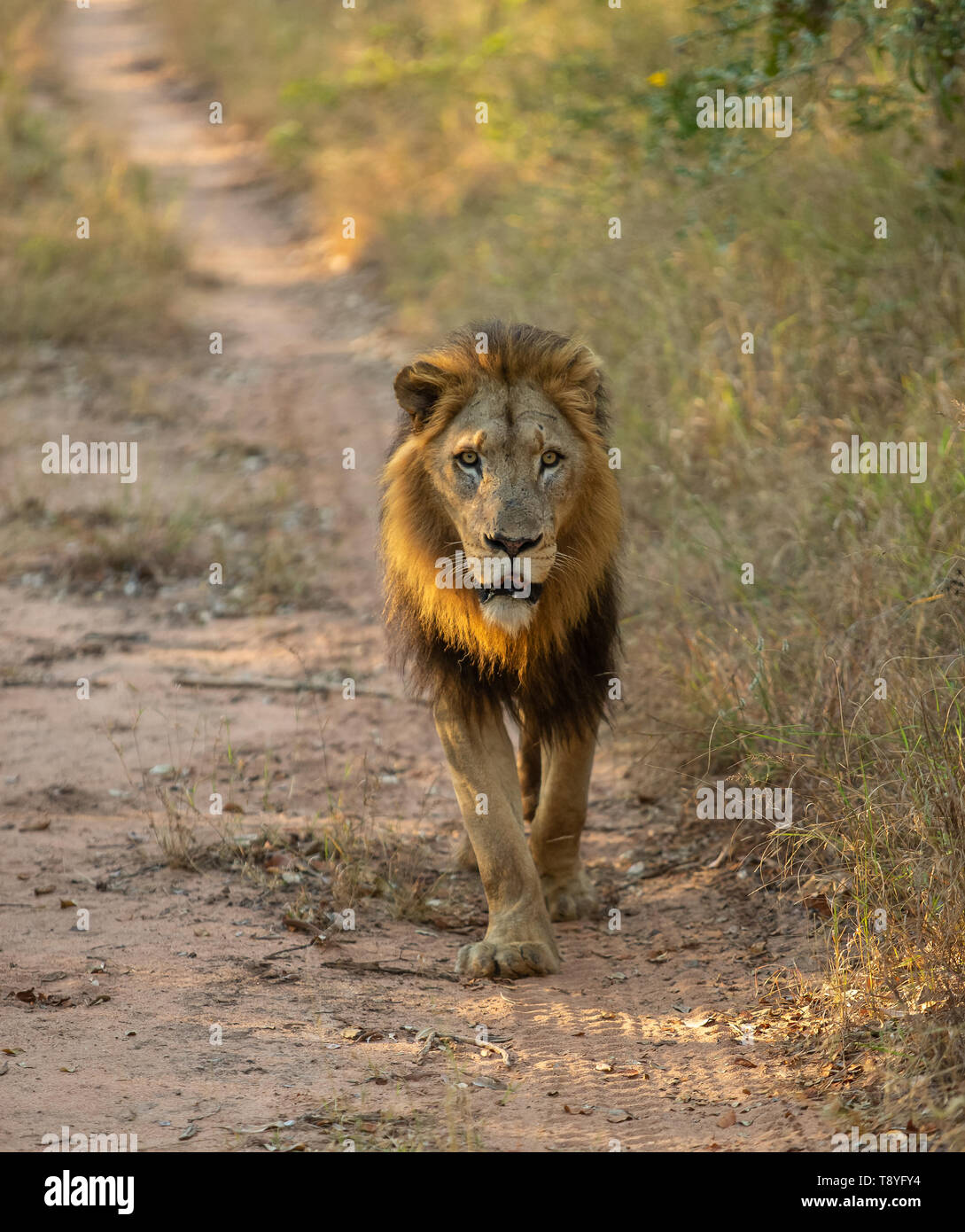 Lion africa wildlife close hi-res stock photography and images - Alamy