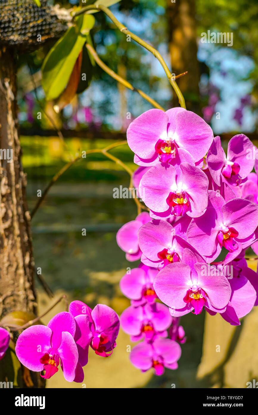 Purple cymbidium hi-res stock photography and images - Alamy