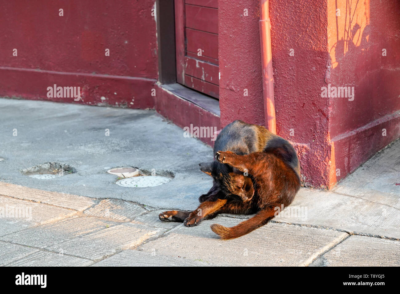alley cat relaxing at a doorway on the street Stock Photo - Alamy