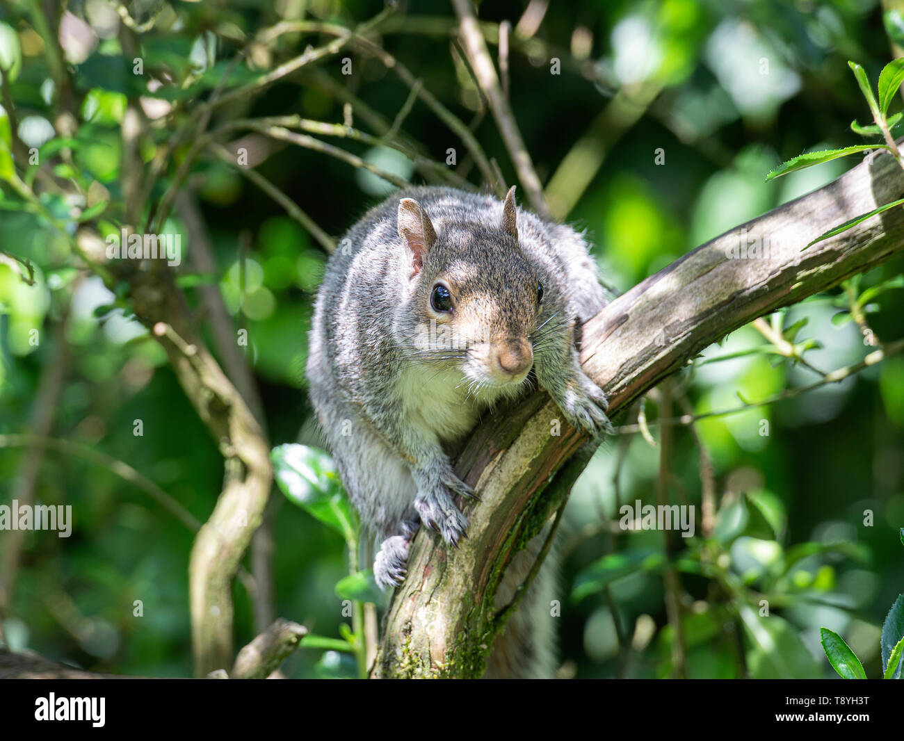 A Grey Squirrel Enjoying the Sunshine Perching in an Escalonia Bush ...