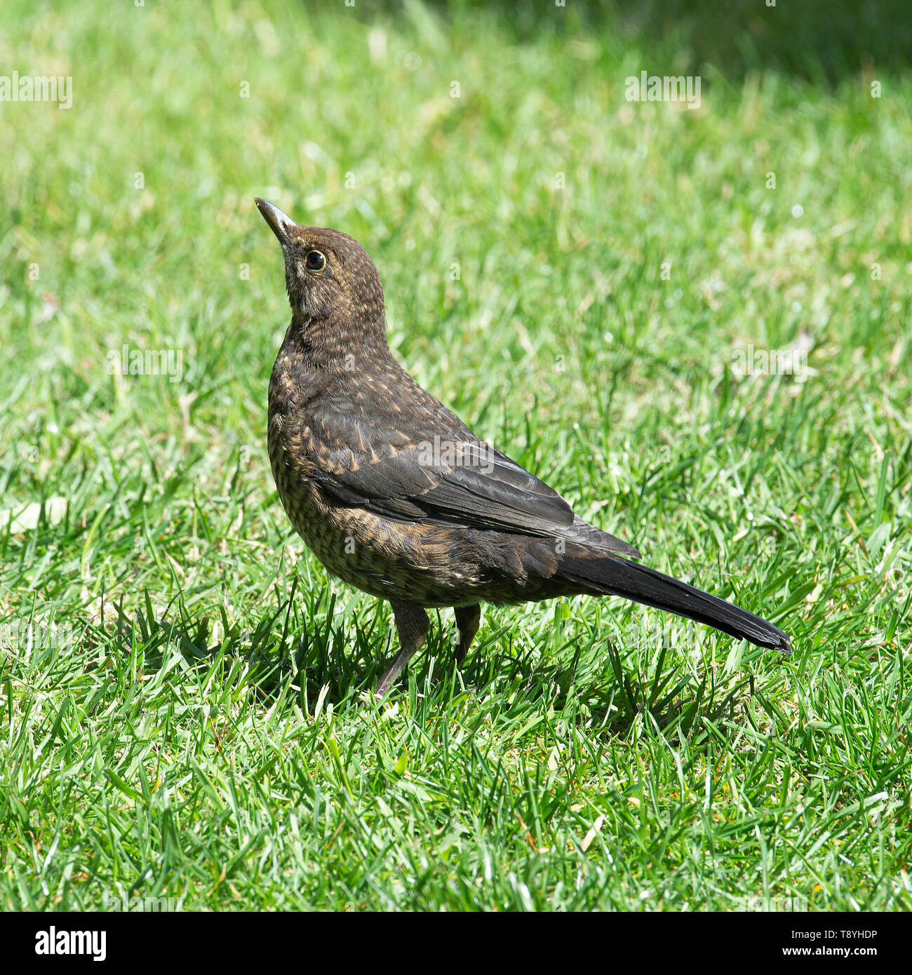 Fledgling Blackbird Enjoying Sunshine Looking for Food on a Lawn in a ...