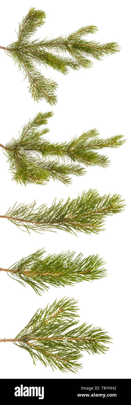 A branch of a pine tree. Isolated on white. Set Stock Photo - Alamy