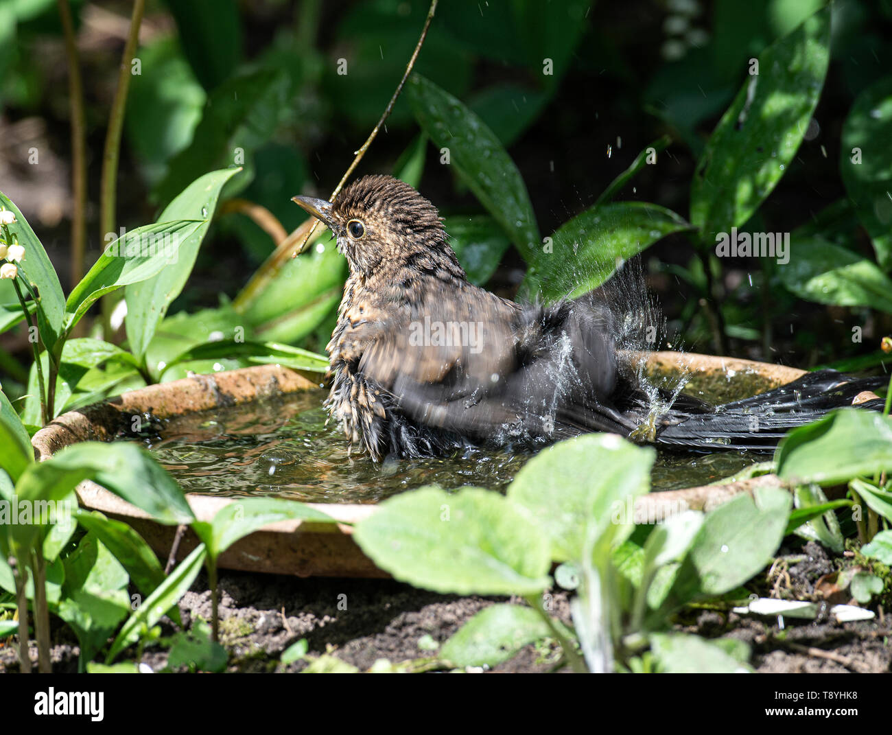A Fledgling Blackbird Taking a Bath in a Large Saucer of Water in a ...