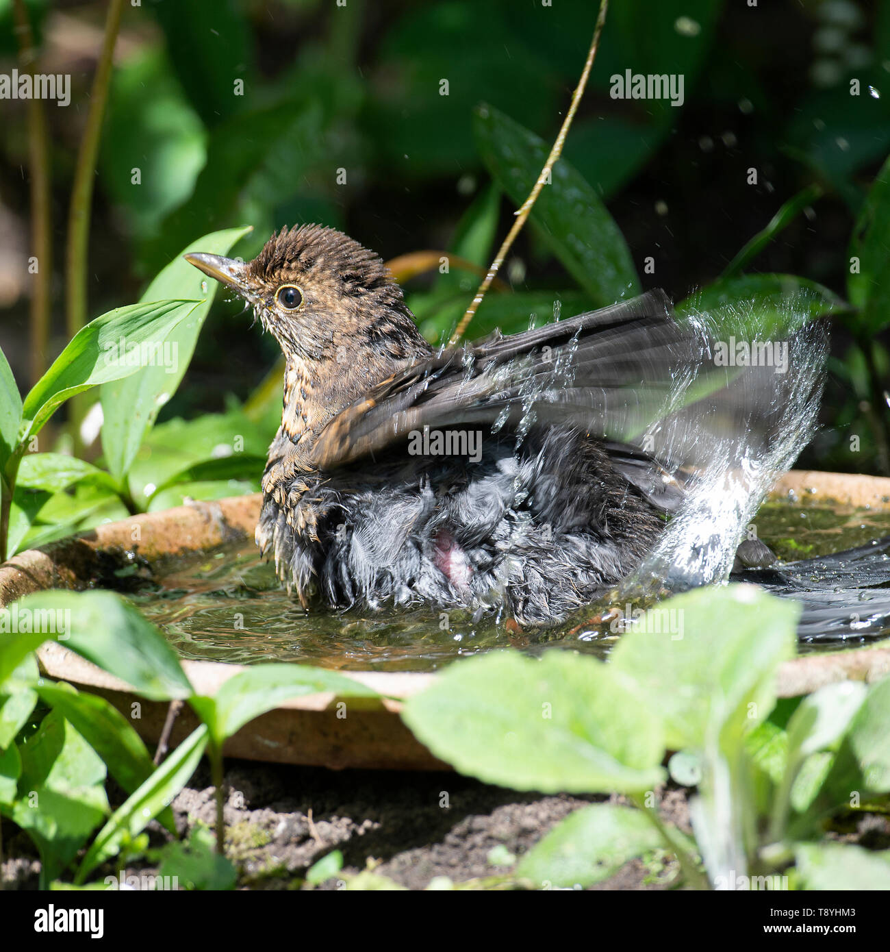 A Fledgling Blackbird Taking a Bath in a Large Saucer of Water in a ...