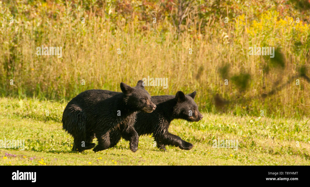 Two wild running American black bear (Ursus americanus), cubs, summer ...
