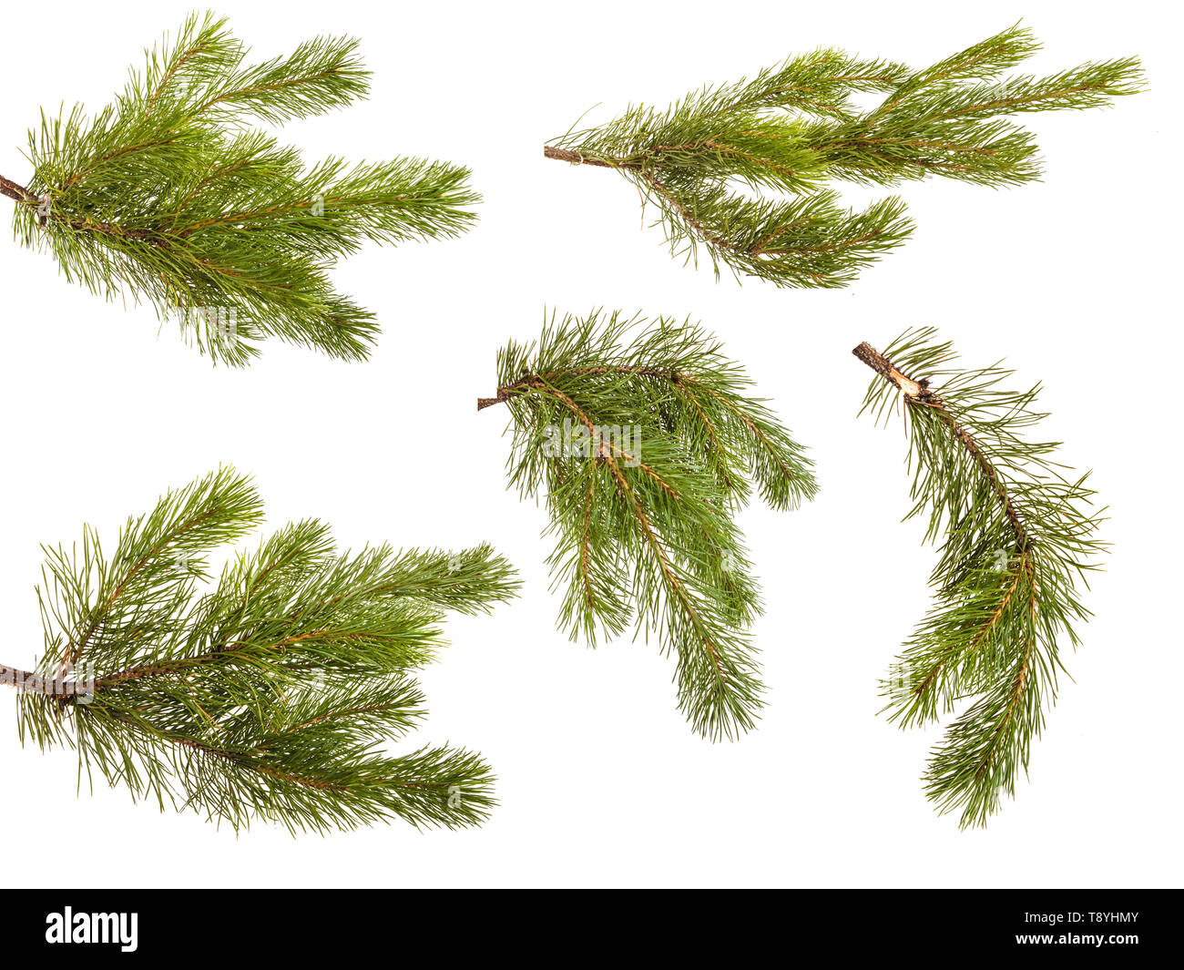 A branch of a pine tree. Isolated on white. Set Stock Photo - Alamy