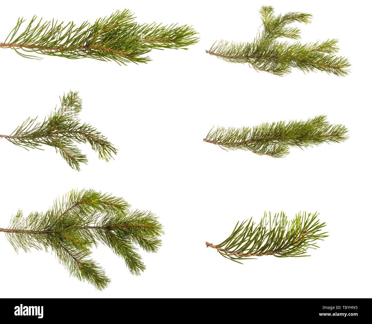 A branch of a pine tree. Isolated on white. Set Stock Photo - Alamy