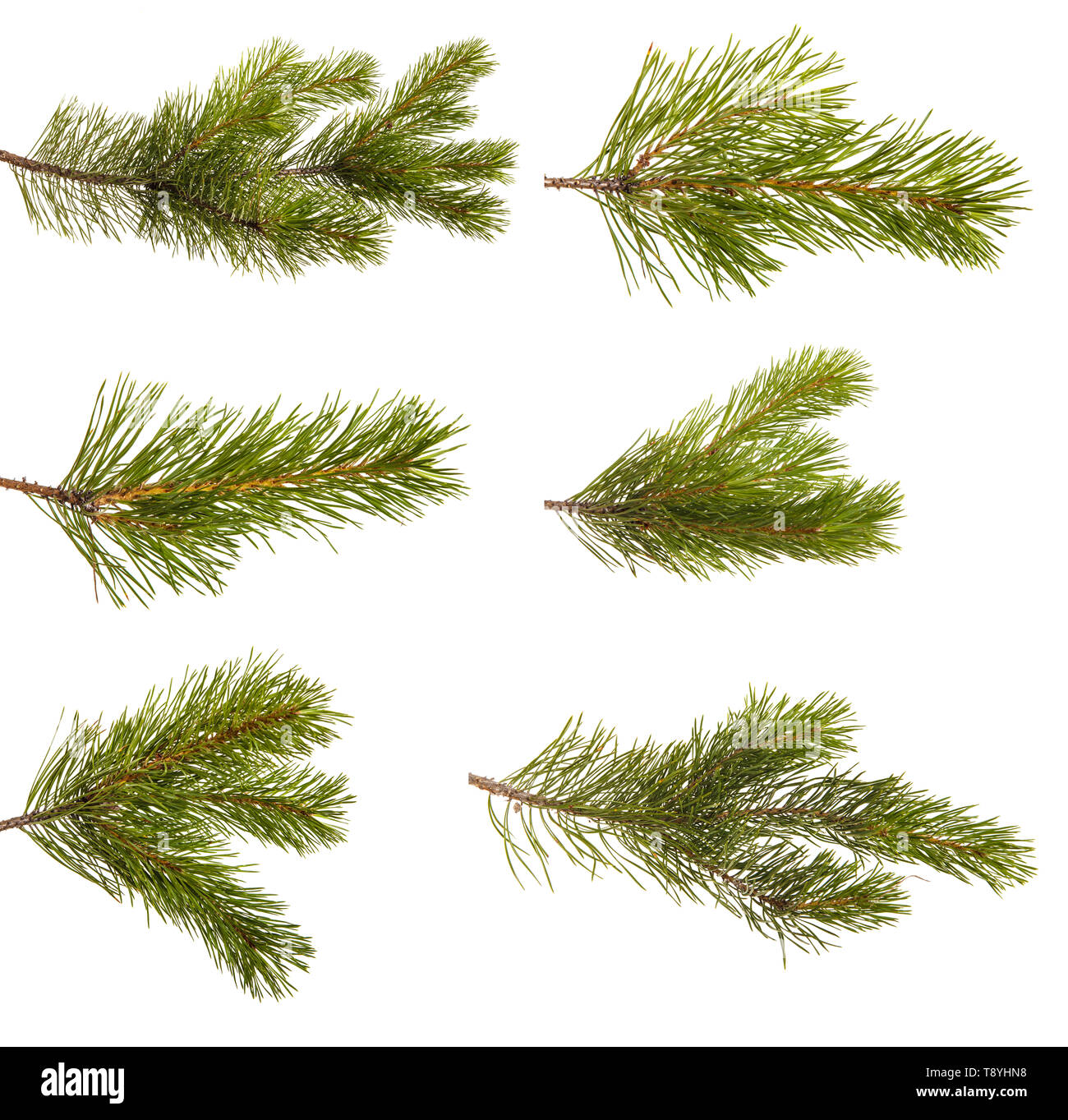 A branch of a pine tree. Isolated on white. Set Stock Photo - Alamy