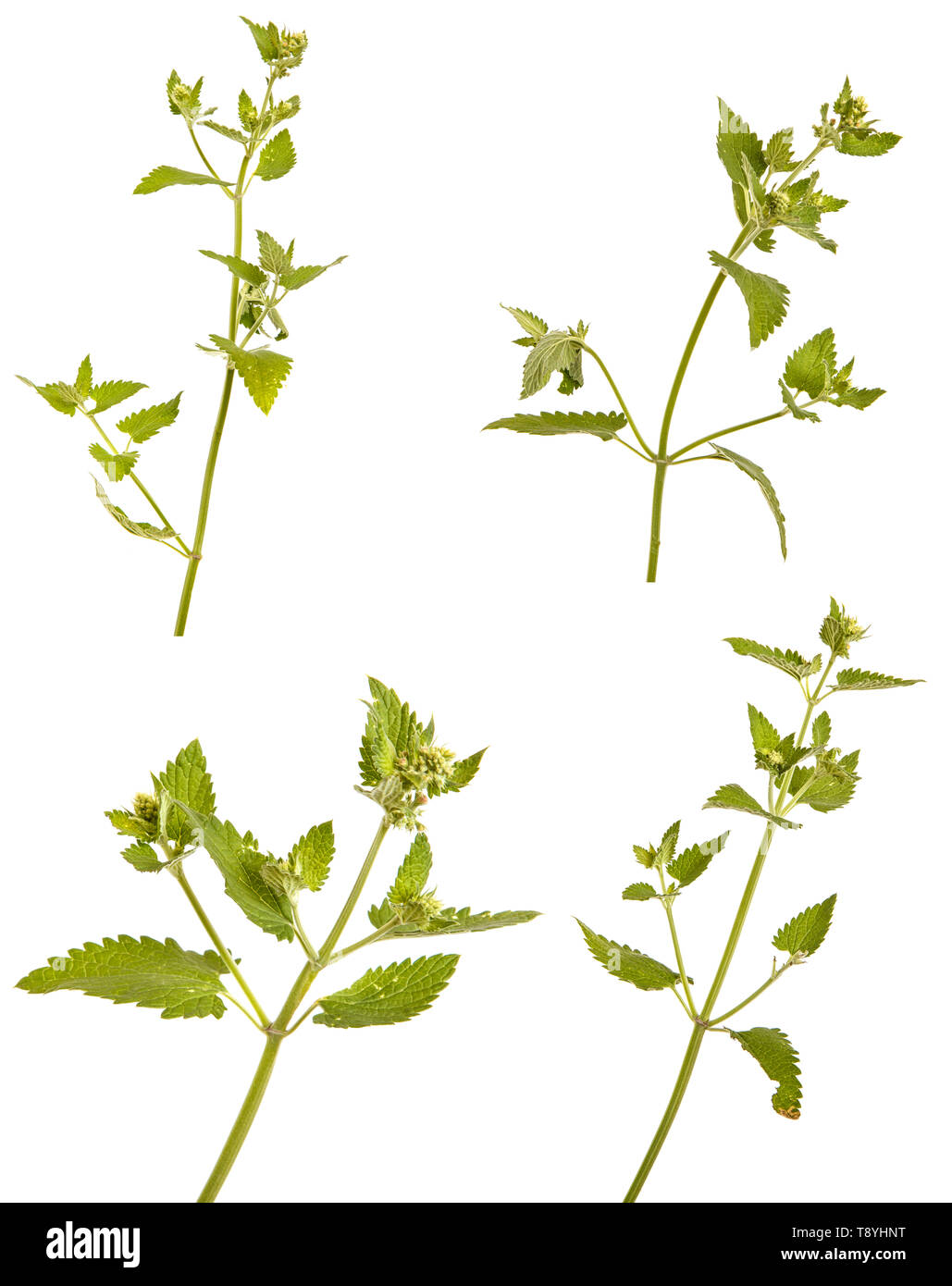 A branch of peppermint. Isolated on white. Set Stock Photo - Alamy