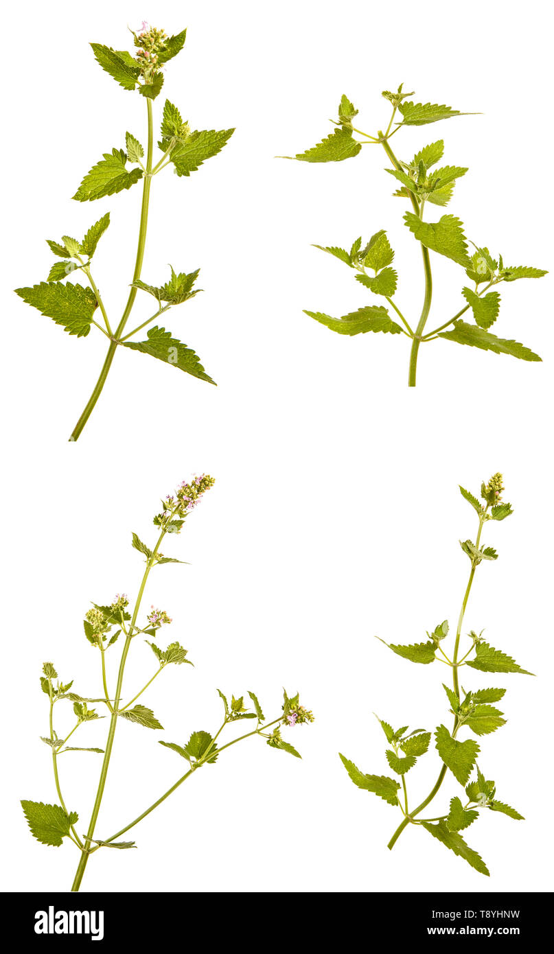 A branch of peppermint. Isolated on white. Set Stock Photo - Alamy