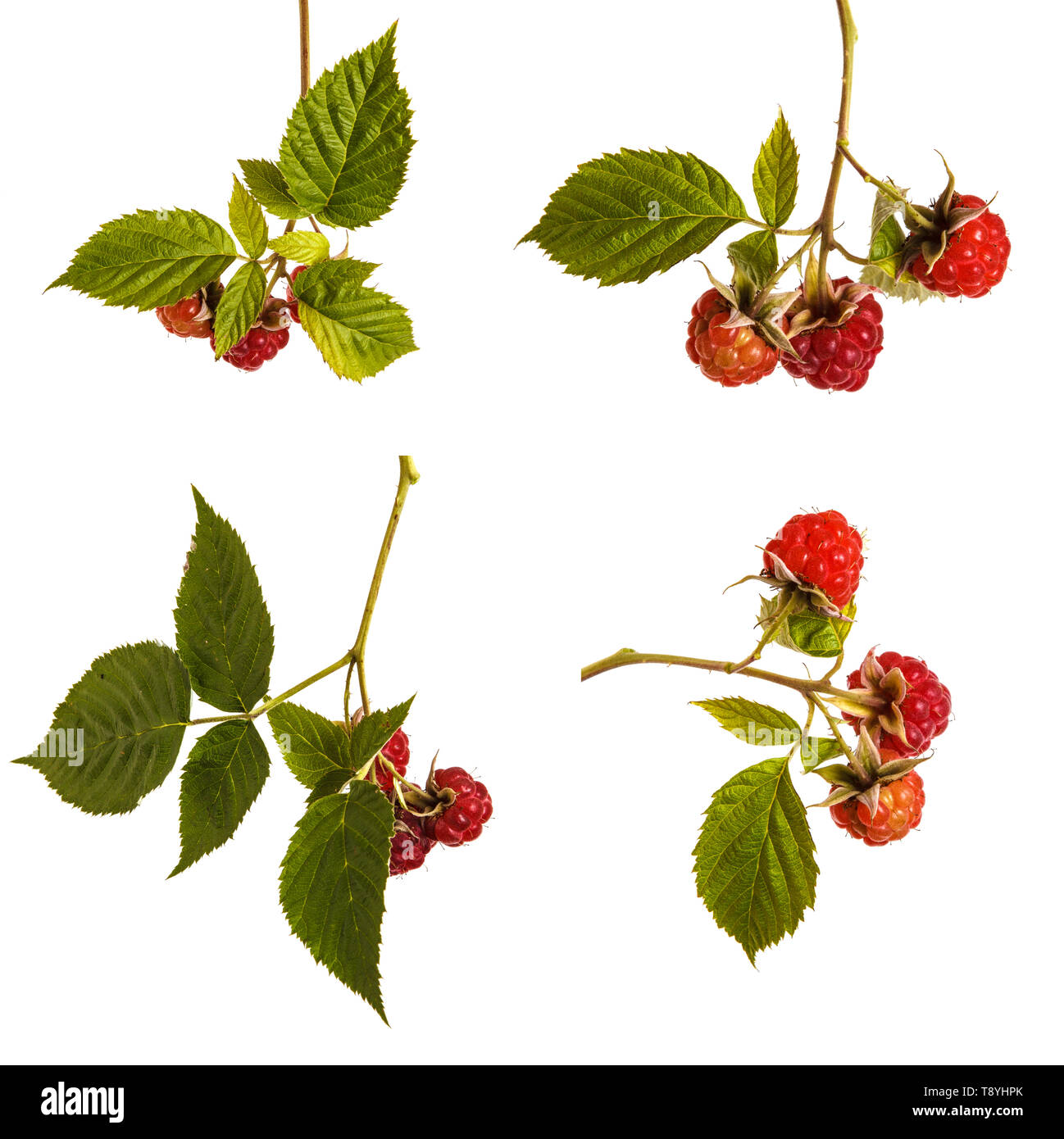 Ripe red raspberry on a branch. Isolated on white. Set Stock Photo - Alamy