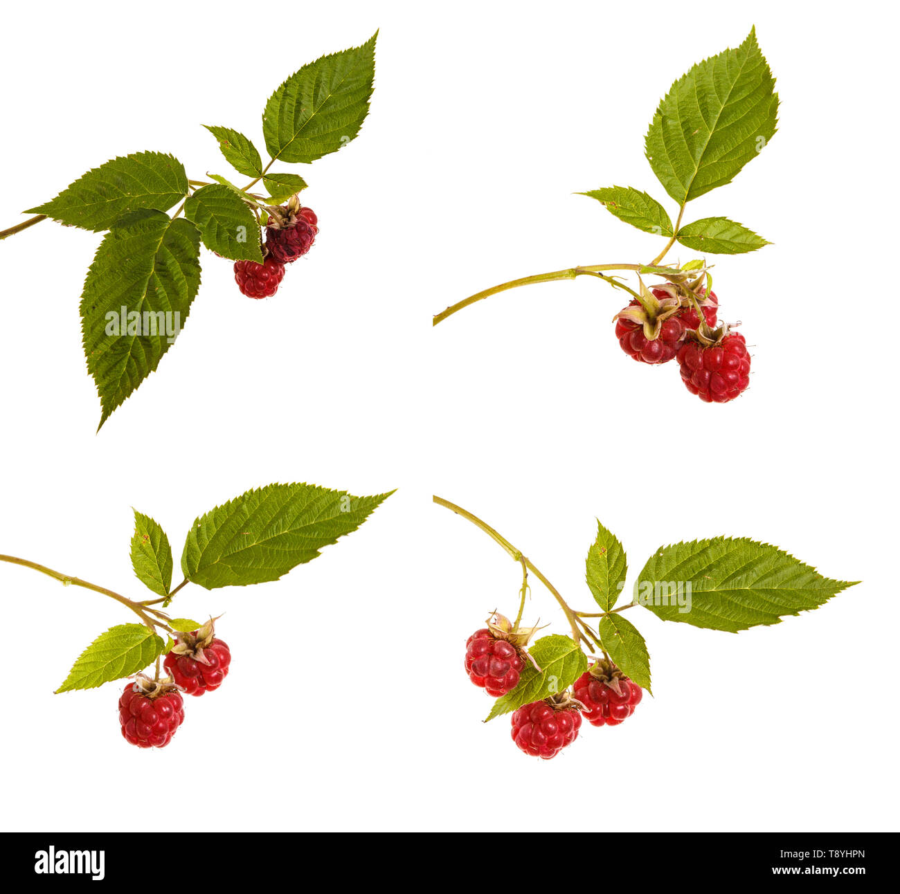 Ripe red raspberry on a branch. Isolated on white. Set Stock Photo - Alamy
