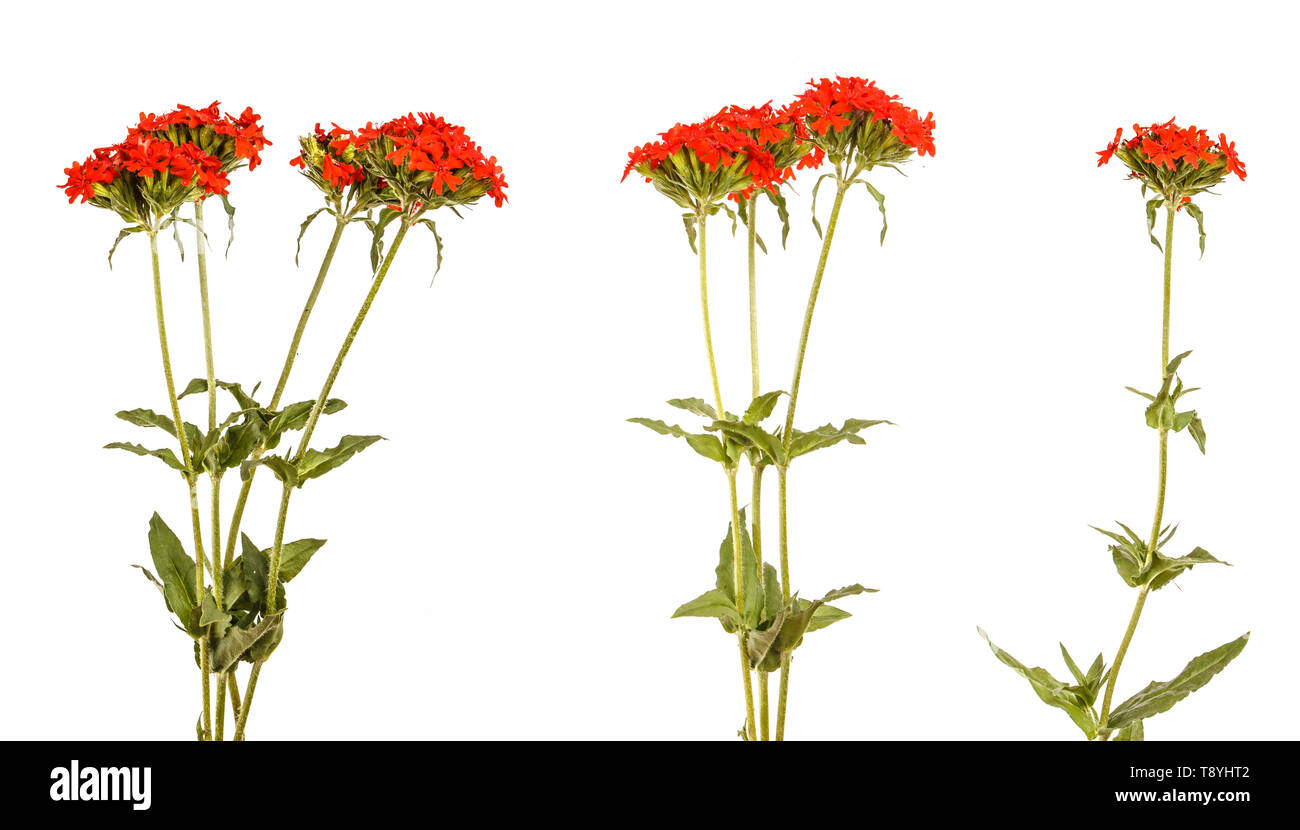 Red garden flowers. Isolated on white Stock Photo - Alamy