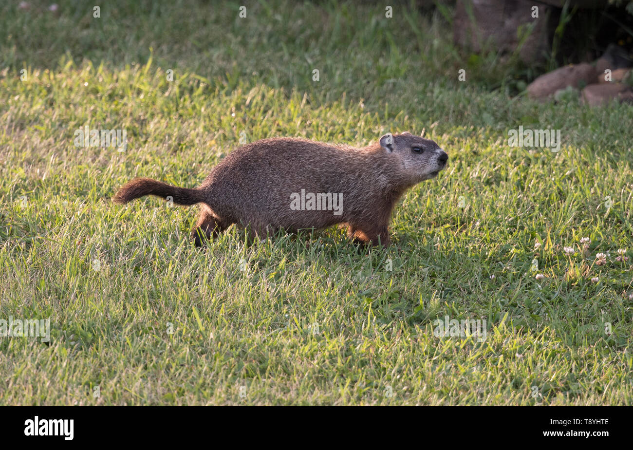 Groundhogs day still hi-res stock photography and images - Alamy