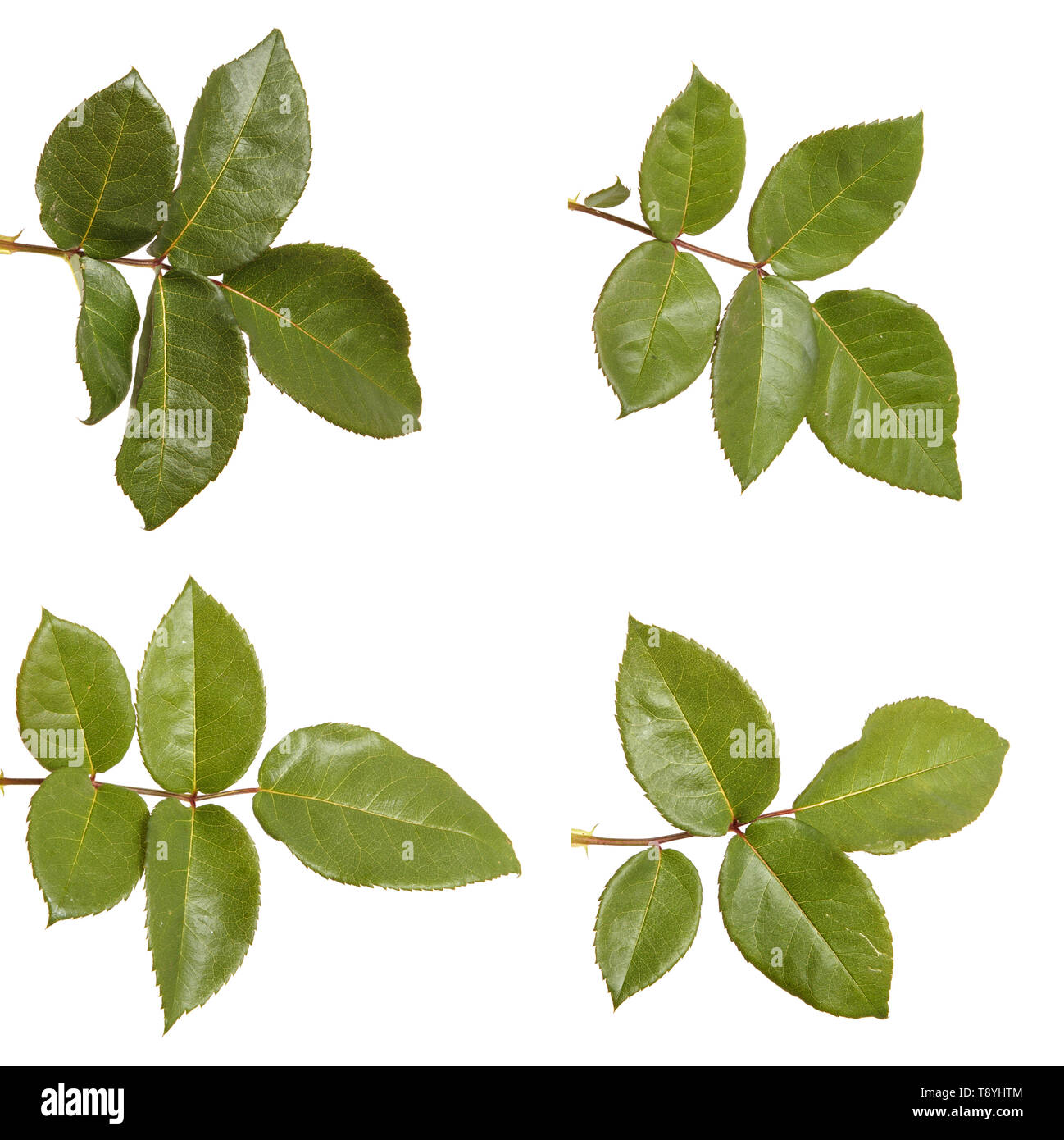 Green leaf with rose bush. Isolated on white Stock Photo - Alamy